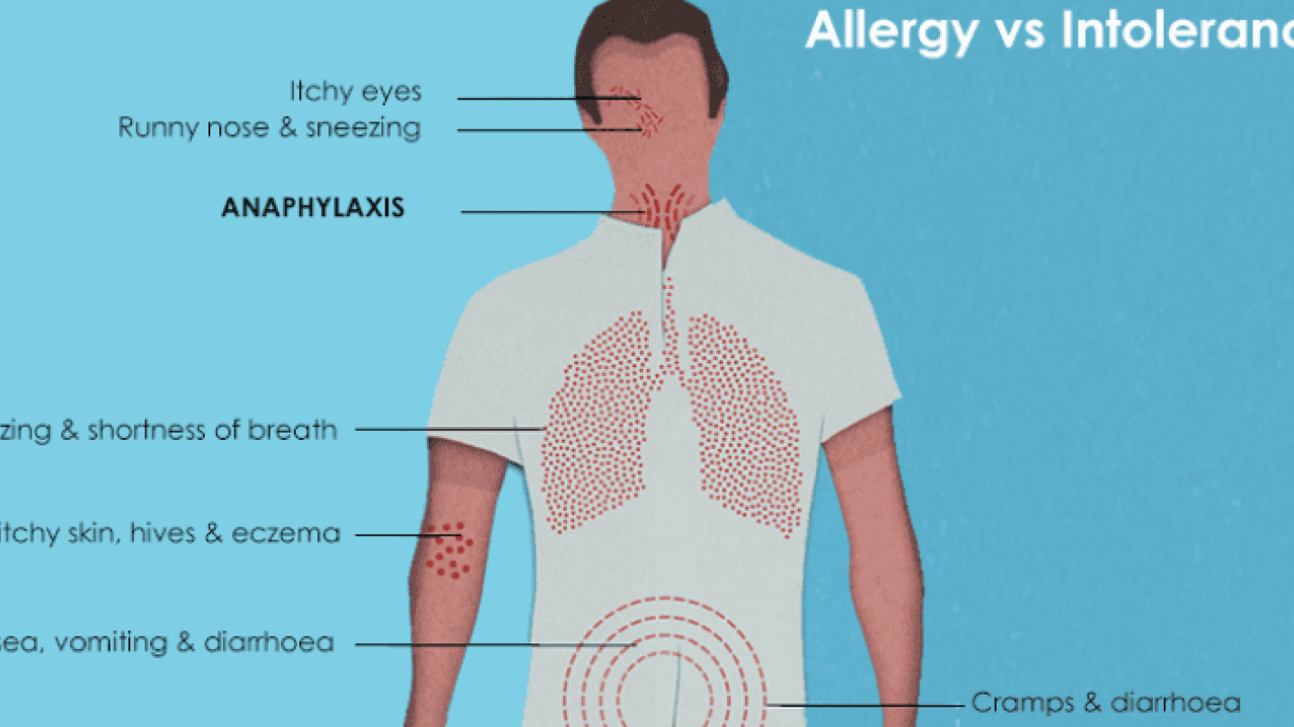 How your body reacts to Allergy vs. Intolerance